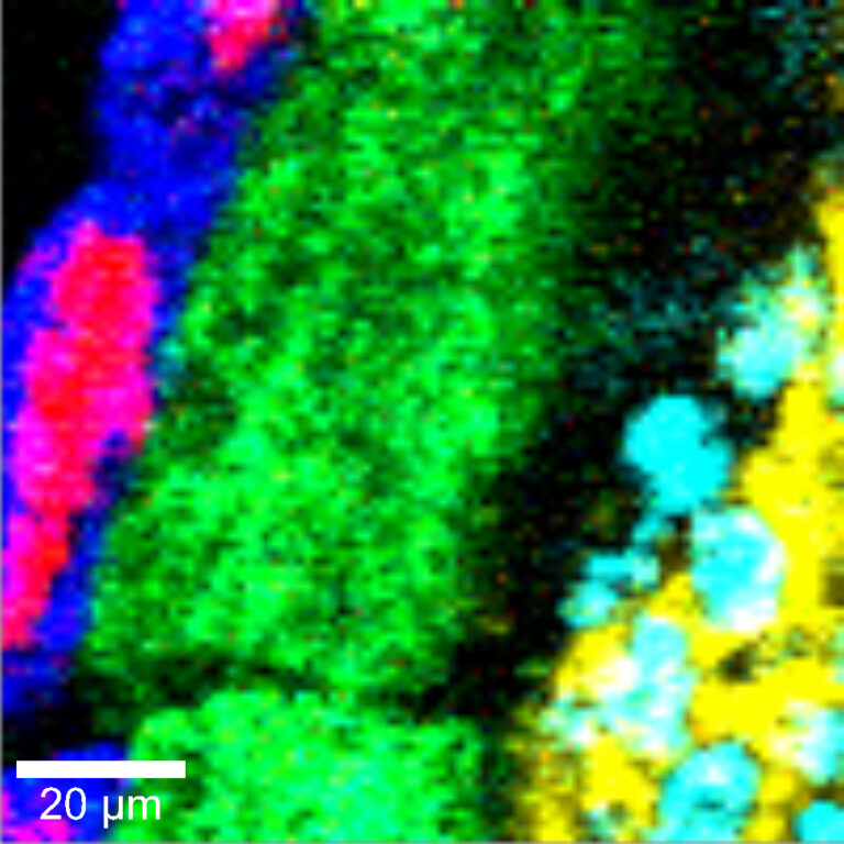 Confocal Raman Microscopy - MVA Scientific Consultants