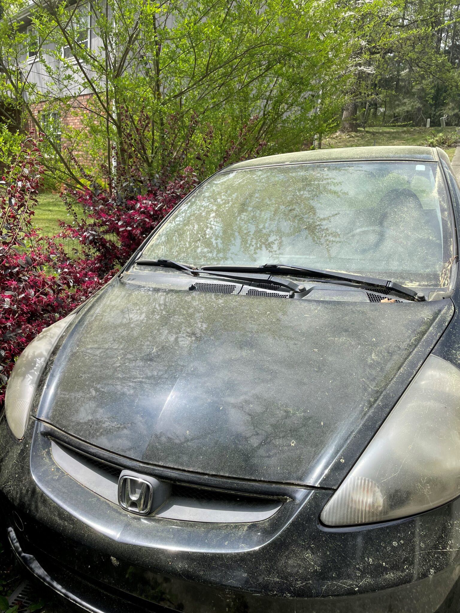 A Closer Look: Pollen Under the Microscope - MVA Scientific Consultants