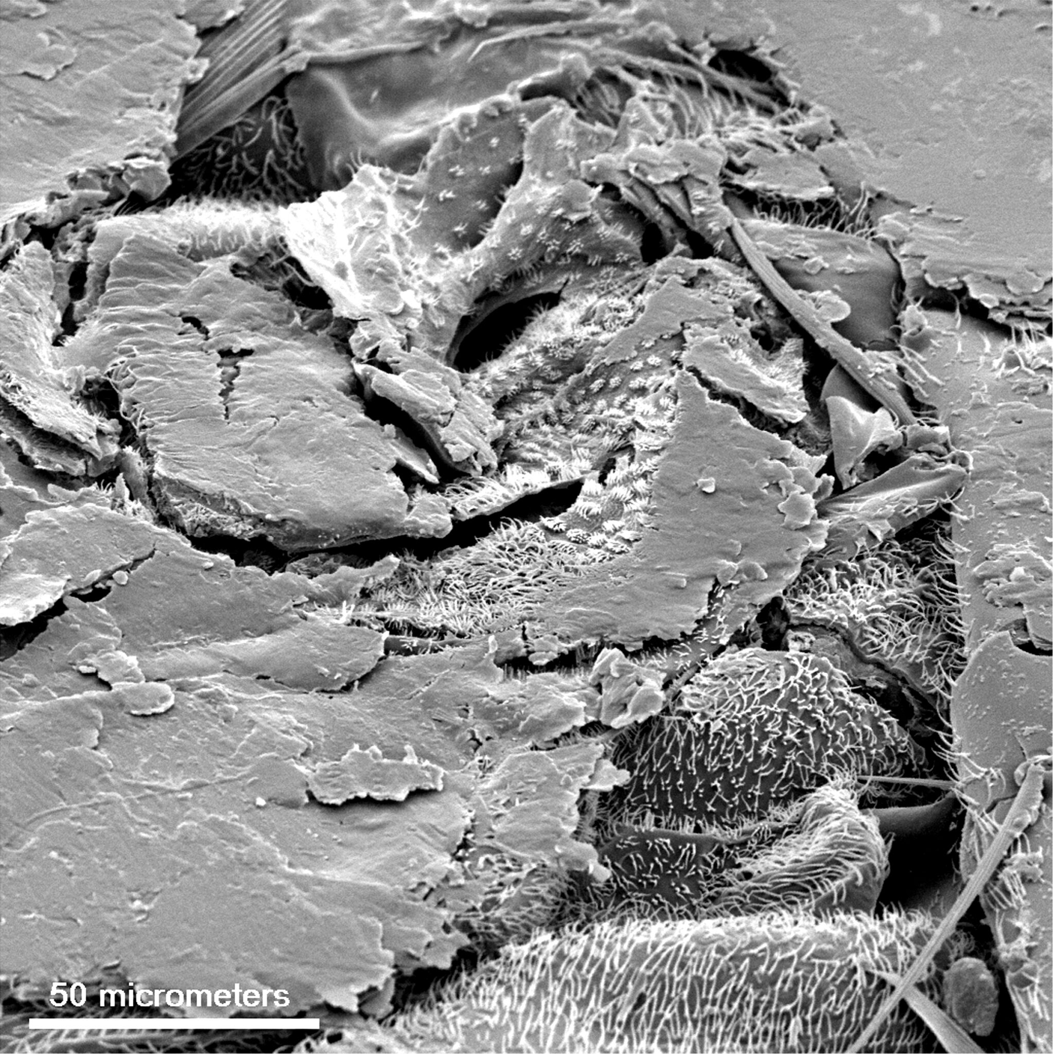 Case Study: Contaminant Identification in Injectables - MVA Scientific ...
