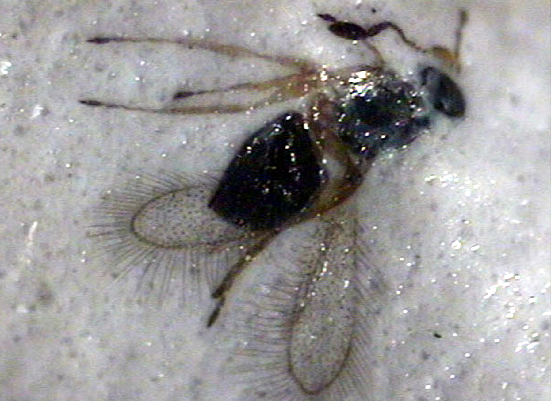 Case Study: Contaminant Identification in Injectables - MVA Scientific ...