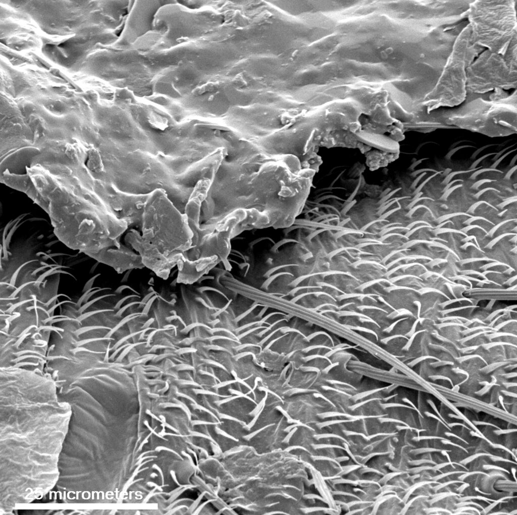 Case Study: Contaminant Identification in Injectables - MVA Scientific ...