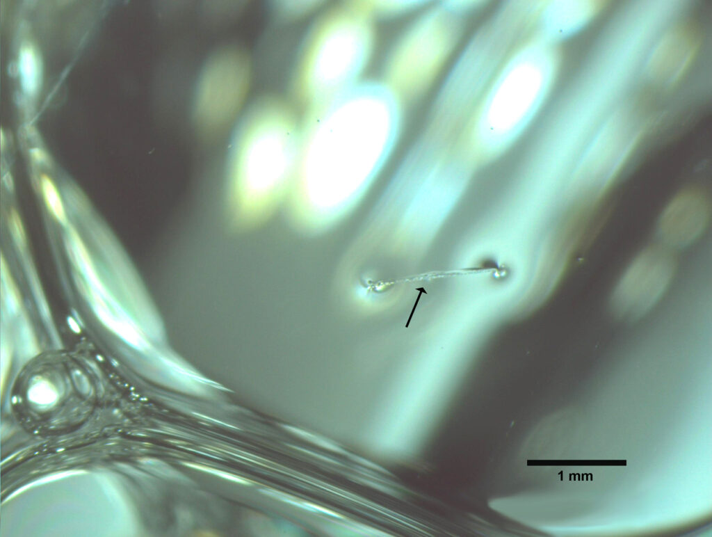 Highlighted Services: Particulate Analysis of Injectable Products - MVA ...