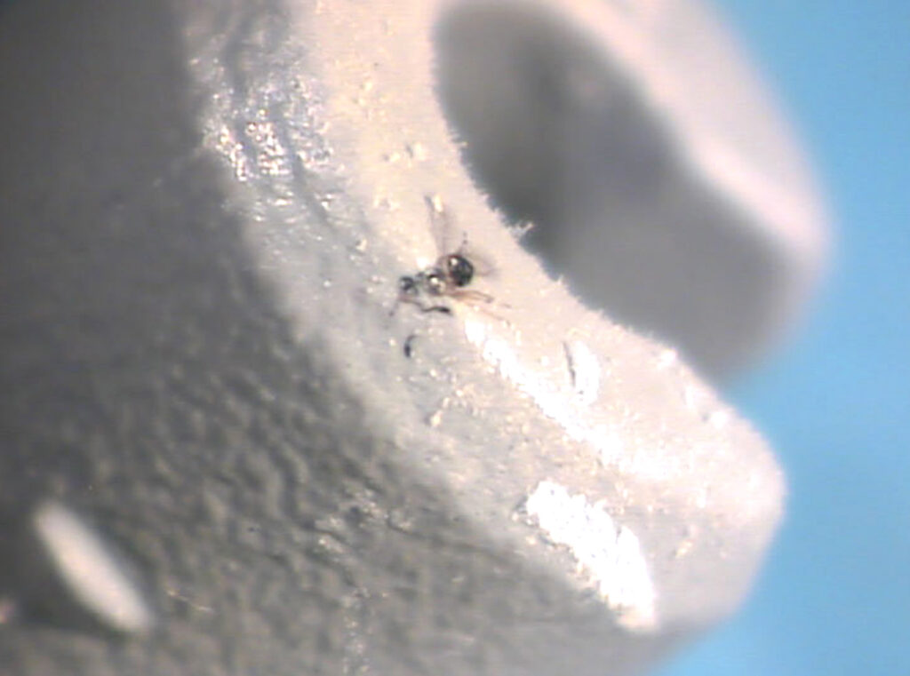 Case Study: Contaminant Identification in Injectables - MVA Scientific ...