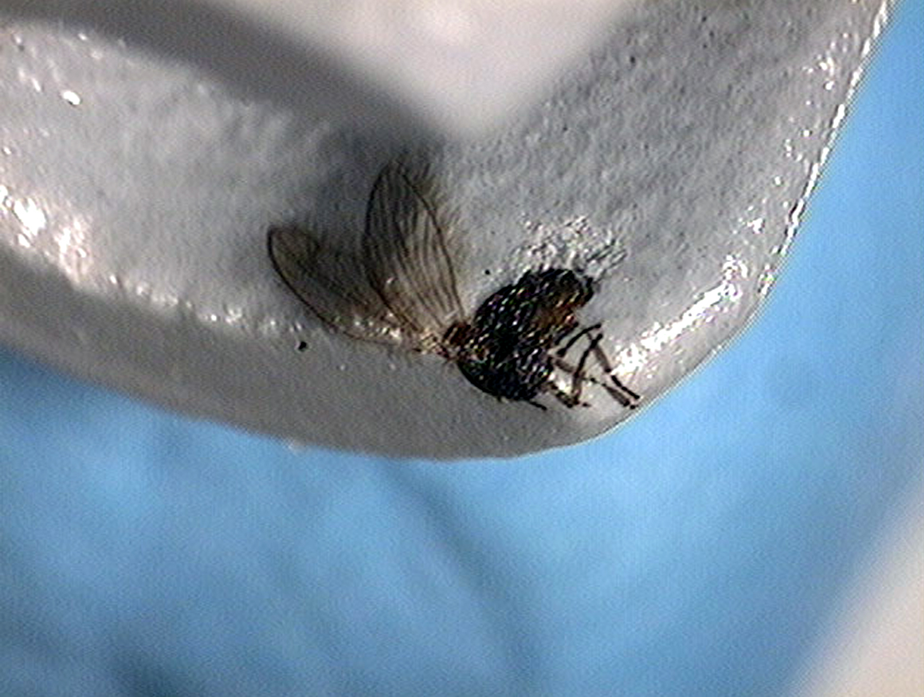 Case Study: Contaminant Identification in Injectables - MVA Scientific ...